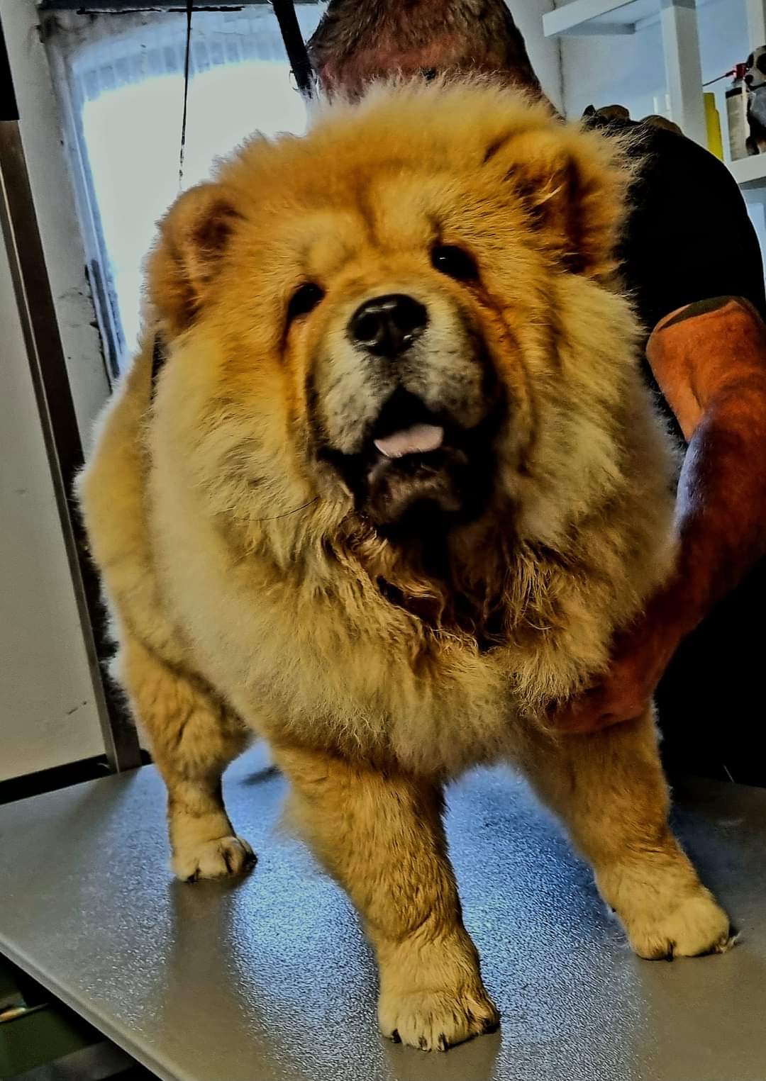 Lolita Montez. – Teddy Dog Nederland